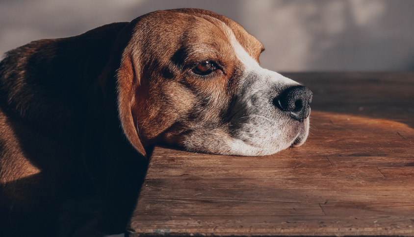 SUNIM CAUREJA! KO DARĪT? - Universitātes Vetfonds